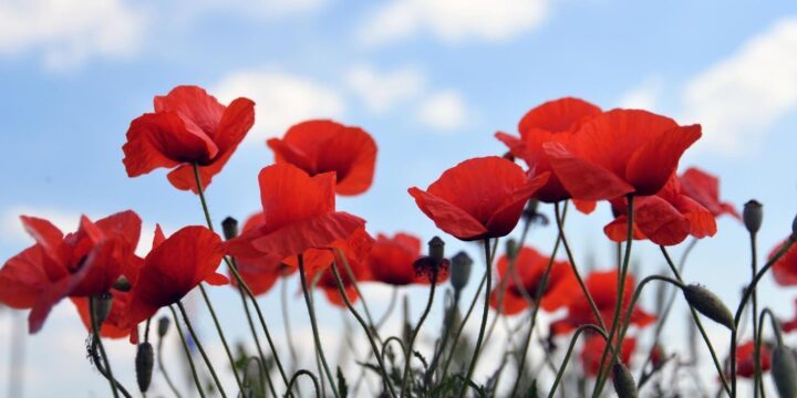 20 Juicy Facts About June - The Fact Site