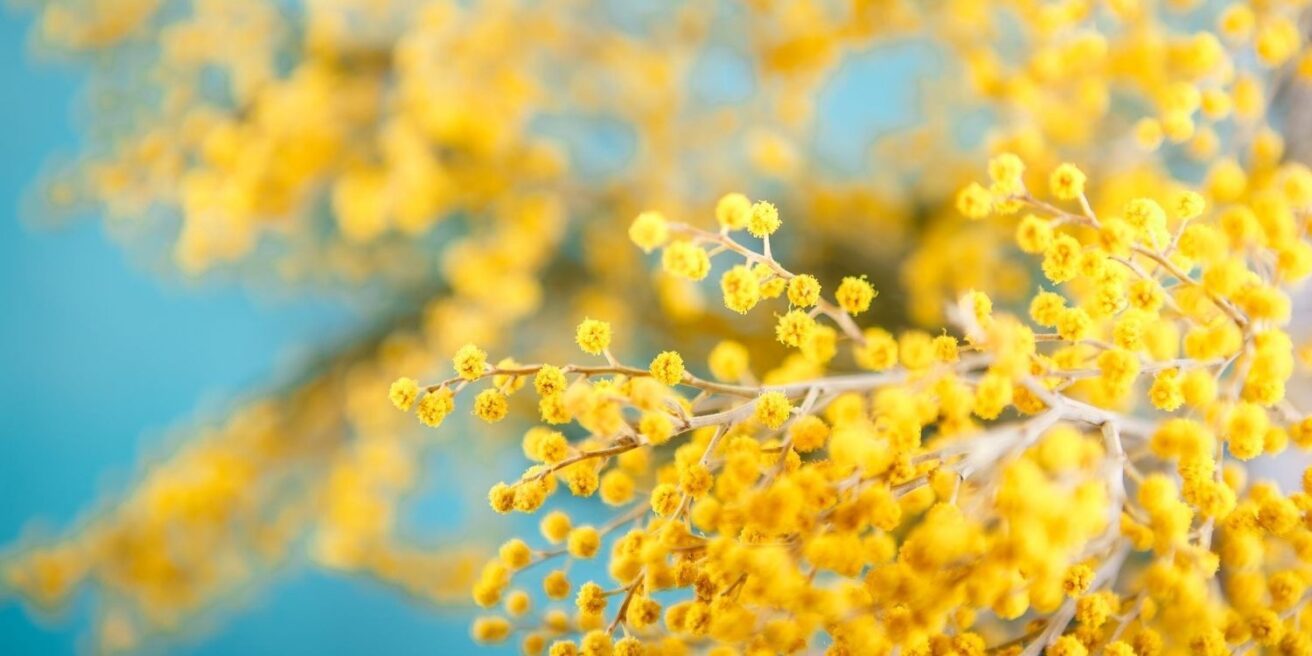 15 Cool Facts About Candy Canes - The Fact Site