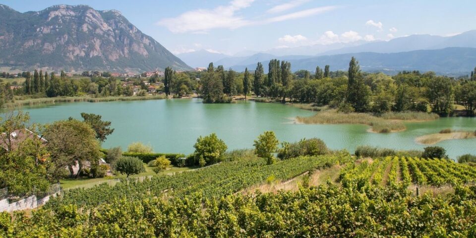 20 Carefree Facts About Capybaras - The Fact Site