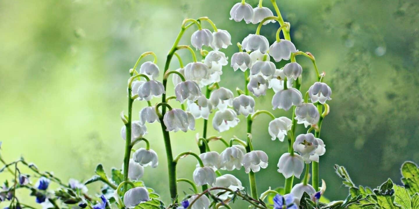 20 Marvelous Facts About May - The Fact Site