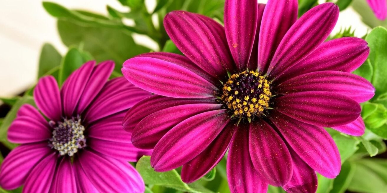 19 Interesting Facts About Rabbits - The Fact Site