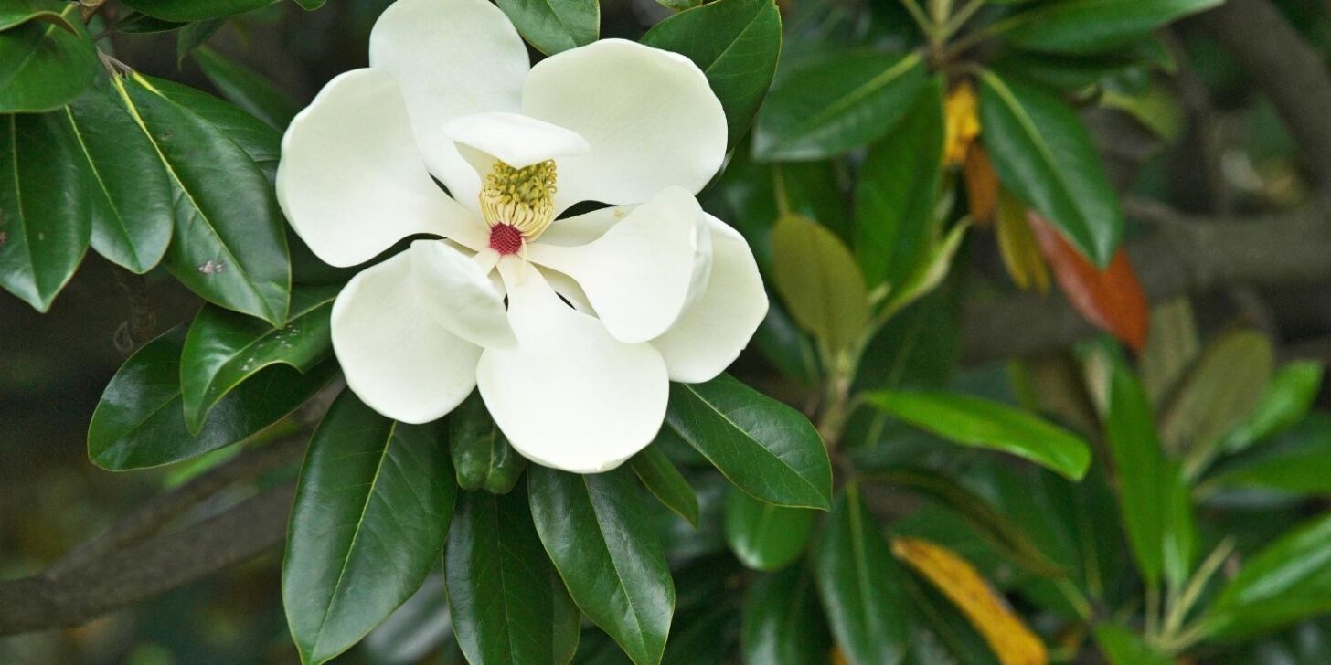 151 Interesting Pokémon Facts From Bulbasaur to Mew - The Fact Site