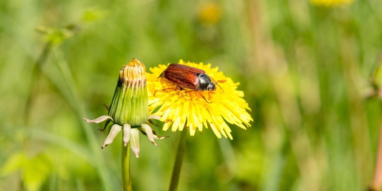 25 Best Facts About Bulbasaur | Pokémon - The Fact Site