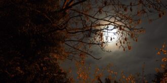 November 11: Facts & Historical Events On This Day - The Fact Site