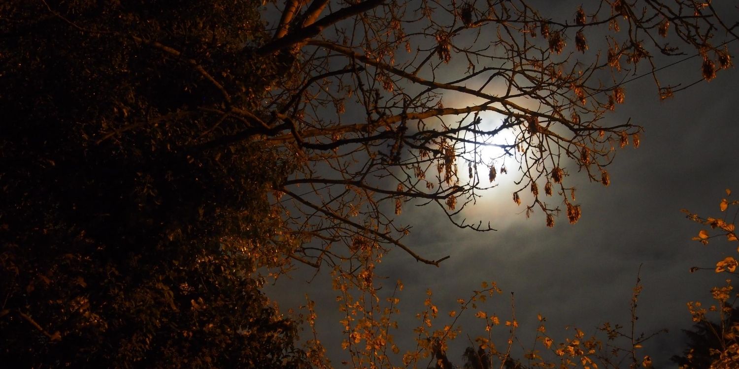 November 11: Facts & Historical Events On This Day - The Fact Site