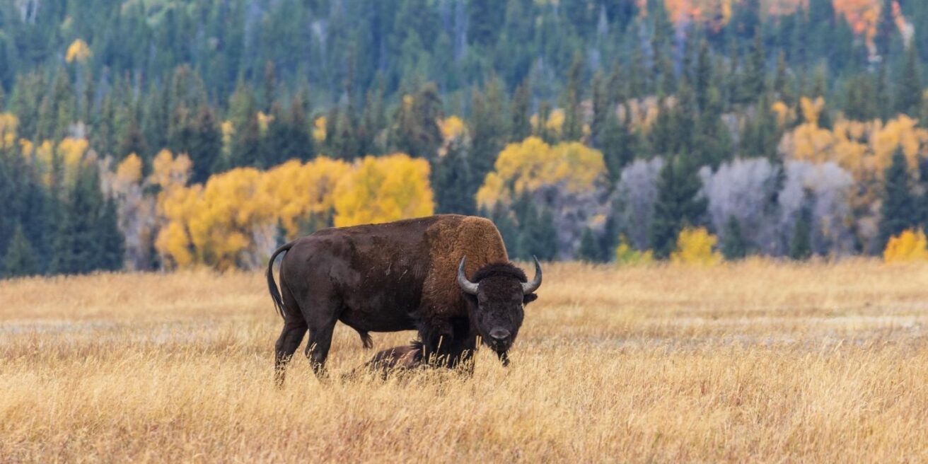 November 15: Facts & Historical Events On This Day - The Fact Site