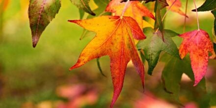 October 10: Facts & Historical Events On This Day - The Fact Site