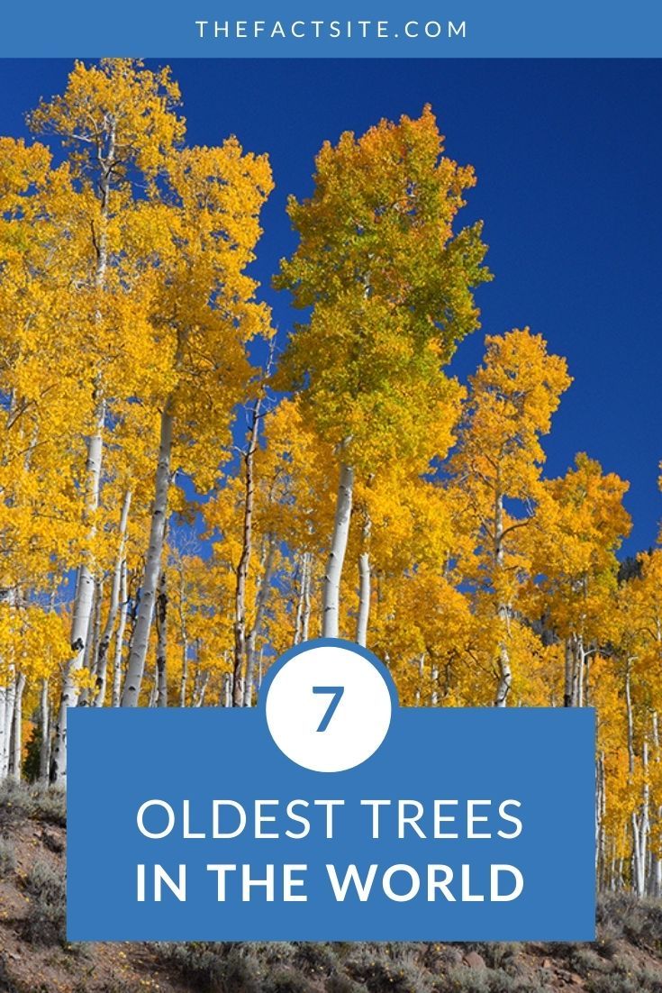 7 Oldest Trees In The World - The Fact Site