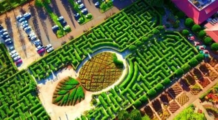 10 Fascinating Facts About Pineapples - The Fact Site