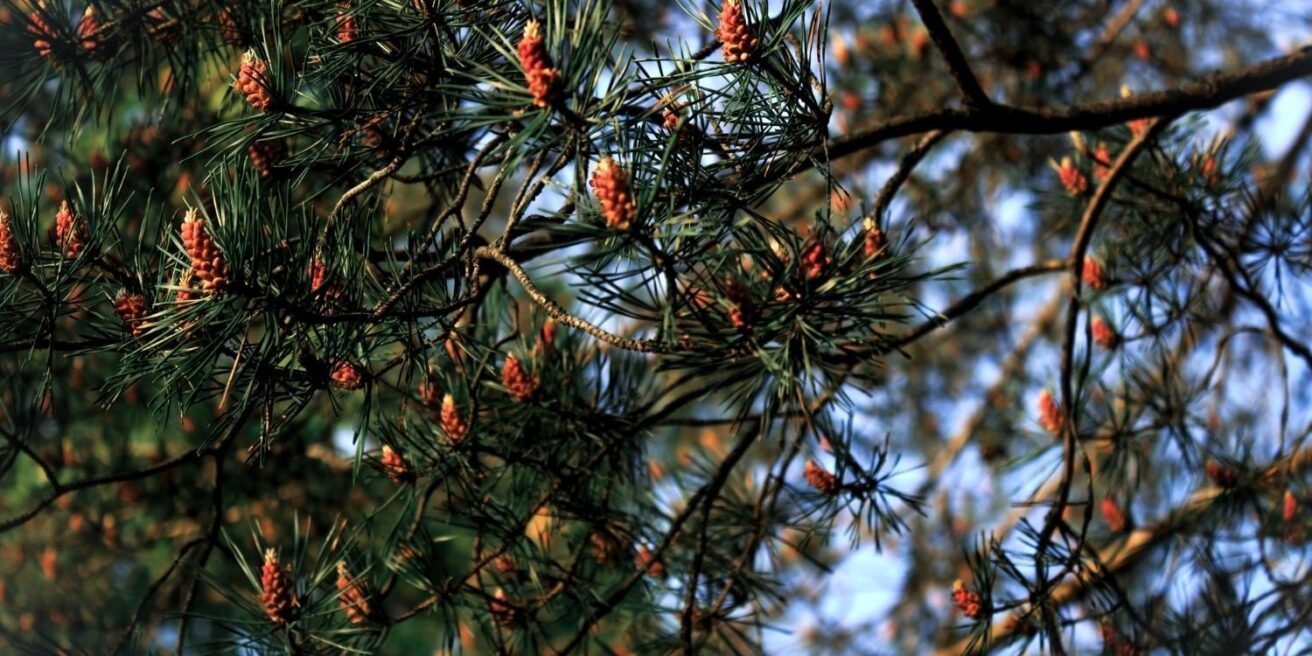 September 15: Facts & Historical Events On This Day - The Fact Site