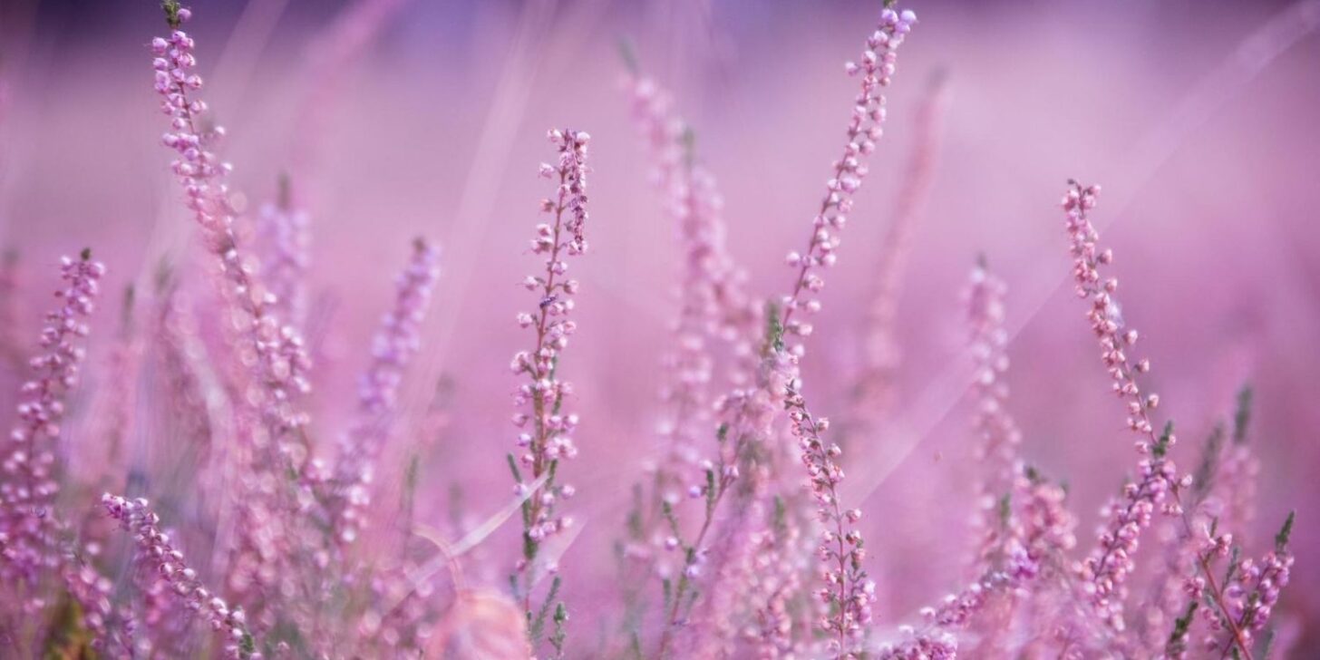 19 Interesting Facts About Rabbits - The Fact Site