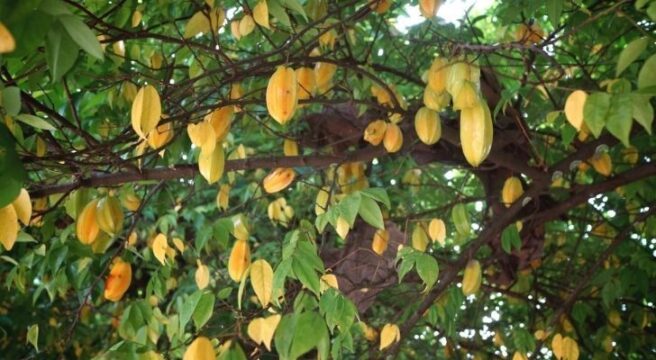 7 Succulent Facts About Star Fruit - The Fact Site