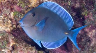 9 Fun Facts About Blue Tang Fish - The Fact Site
