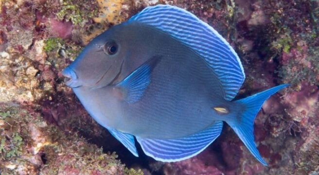 9 Fun Facts About Blue Tang Fish - The Fact Site
