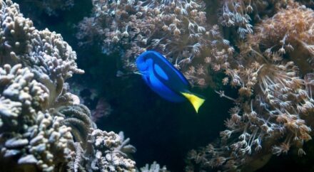 9 Fun Facts About Blue Tang Fish - The Fact Site