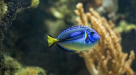 9 Fun Facts About Blue Tang Fish - The Fact Site