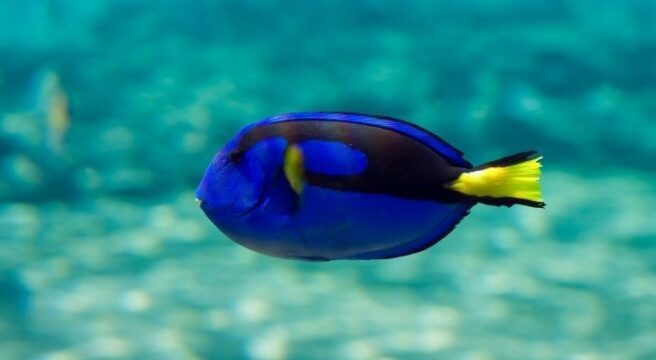 9 Fun Facts About Blue Tang Fish - The Fact Site