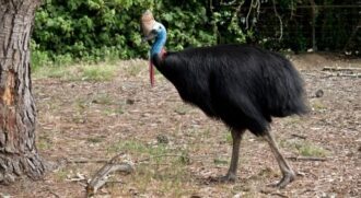 10 Fun Facts About Flightless Birds - The Fact Site