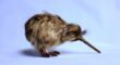 10 Fun Facts About Flightless Birds - The Fact Site