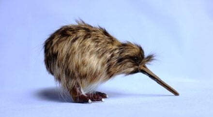 10 Fun Facts About Flightless Birds - The Fact Site