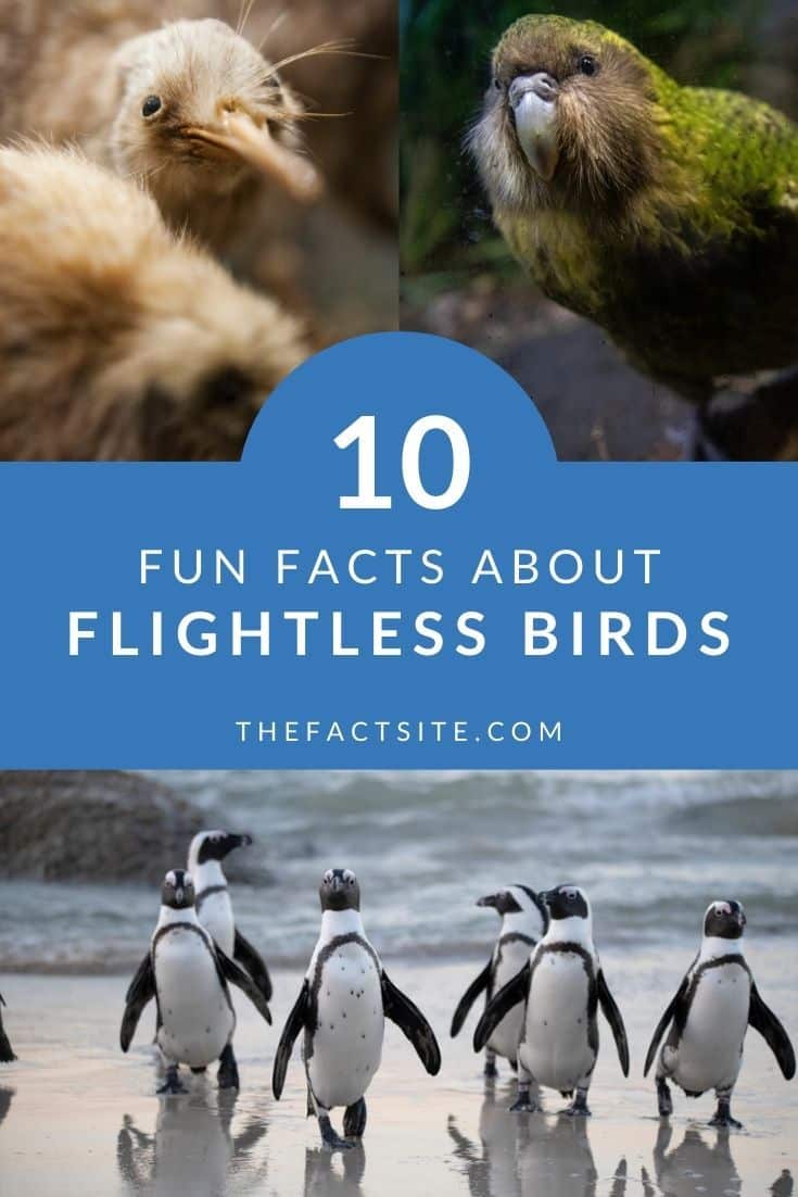 10 Fun Facts About Flightless Birds - The Fact Site