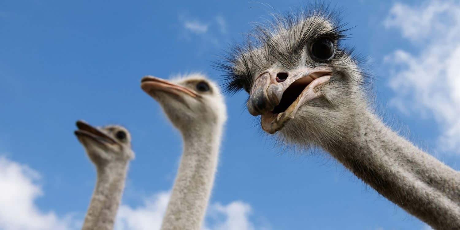 10 Fun Facts About Flightless Birds - The Fact Site