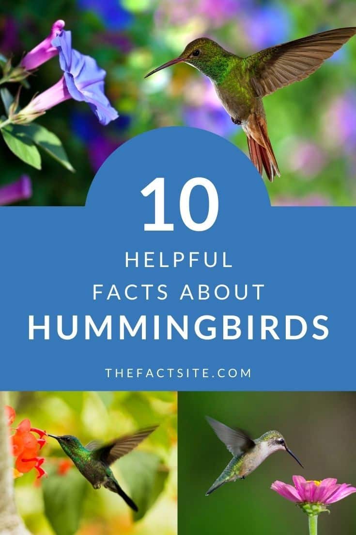 10 Helpful Facts About Hummingbirds - The Fact Site