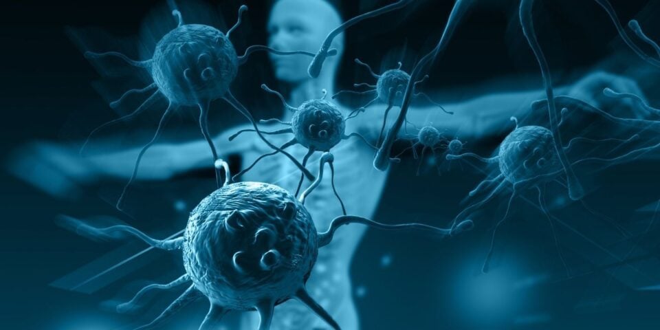 What Is The Immune System? - The Fact Site