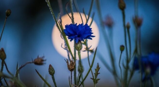What Is A Flower Moon? - The Fact Site