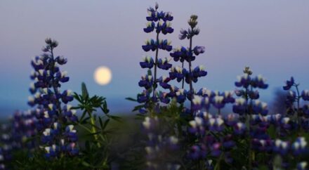 What Is A Flower Moon? - The Fact Site