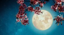What Is A Flower Moon? - The Fact Site