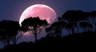 What Is A Pink Moon? - The Fact Site