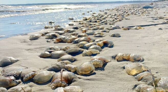 20 Strange Things That Have Washed Ashore - The Fact Site