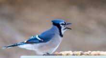 9 Fascinating Facts About Blue Jay Birds - The Fact Site