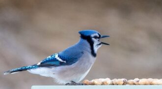 9 Fascinating Facts About Blue Jay Birds - The Fact Site