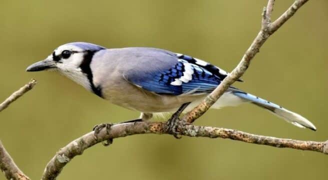 9 Fascinating Facts About Blue Jay Birds - The Fact Site