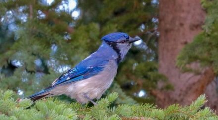 9 Fascinating Facts About Blue Jay Birds - The Fact Site