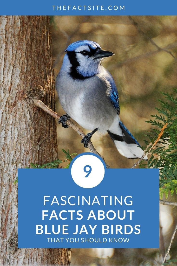 9 Fascinating Facts About Blue Jay Birds - The Fact Site