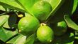 9 Fruity Facts About Limes - The Fact Site