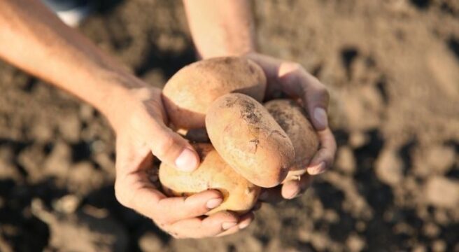 10 Profound Facts About Potatoes - The Fact Site