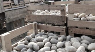 10 Profound Facts About Potatoes - The Fact Site