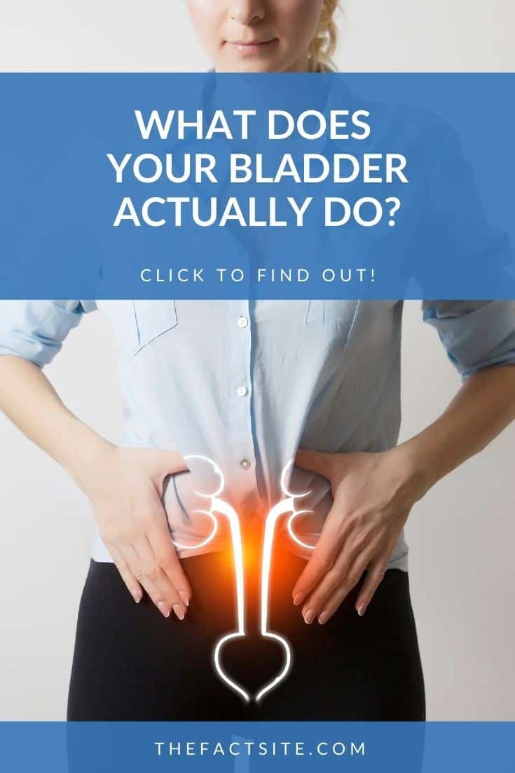 What Does Your Bladder Actually Do? - The Fact Site
