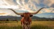 15 Terrific Facts About Texas - The Fact Site