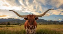 15 Terrific Facts About Texas - The Fact Site