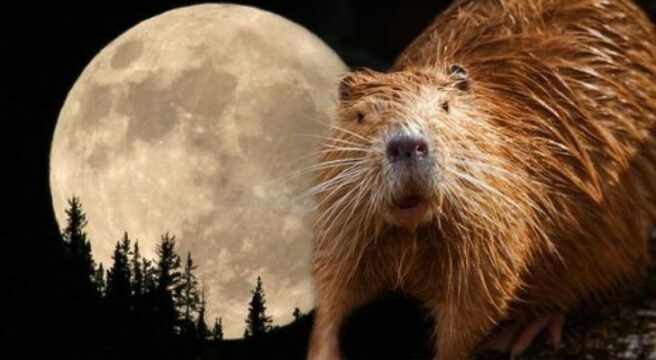 What Is A Beaver Moon? - The Fact Site