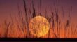 What Is a Corn Moon? - The Fact Site