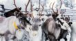 9 Interesting Facts About Santa's Reindeer - The Fact Site
