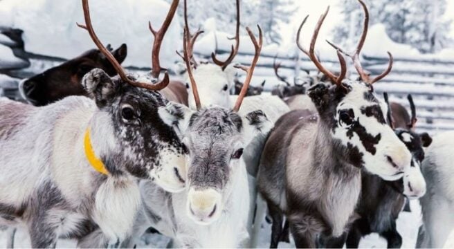 9 Interesting Facts About Santa's Reindeer - The Fact Site