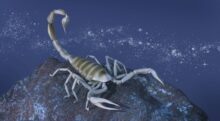 Surprising Facts About The Scorpio Zodiac Sign - The Fact Site