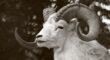 Amazing Facts About The Aries Zodiac Sign - The Fact Site